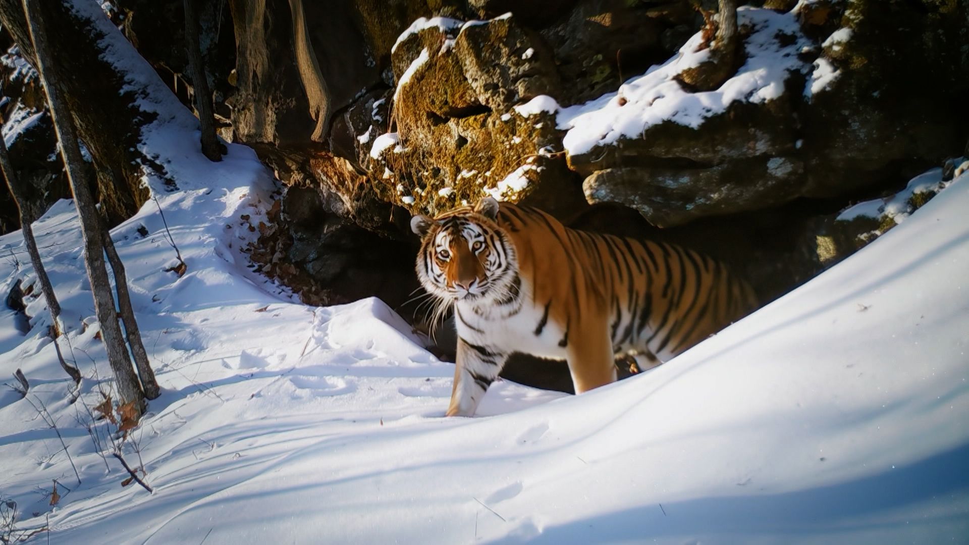 Watch care-for-earth All Episodes | Watcho