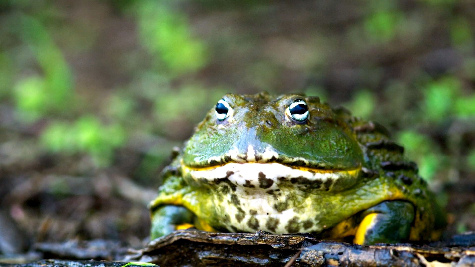 Watch the-mating-game only on Watcho