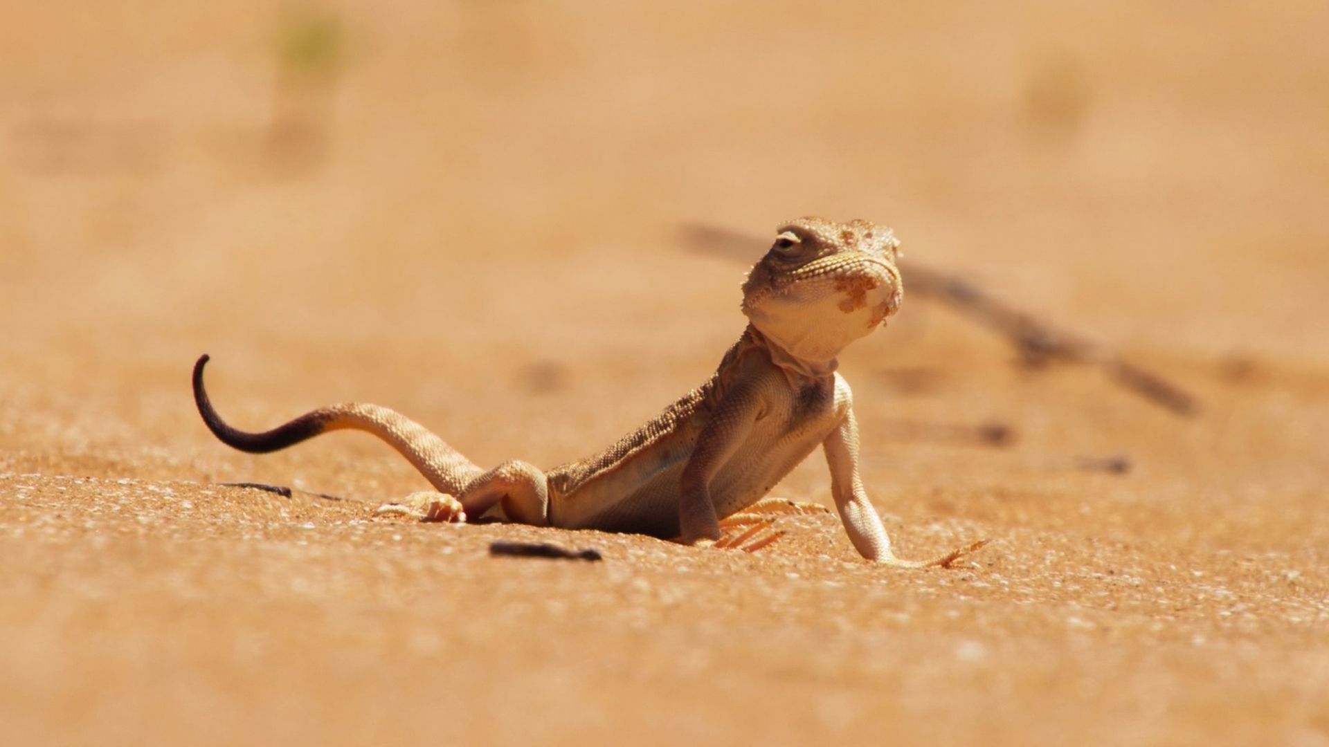 Watch the-mating-game only on Watcho