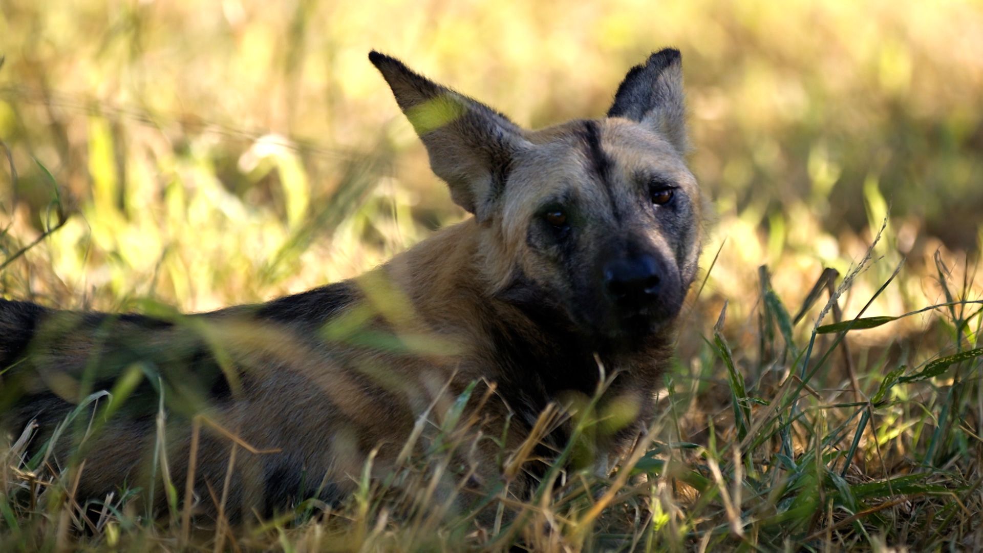 Watch dogs-in-the-wild-meet-the-family only on Watcho