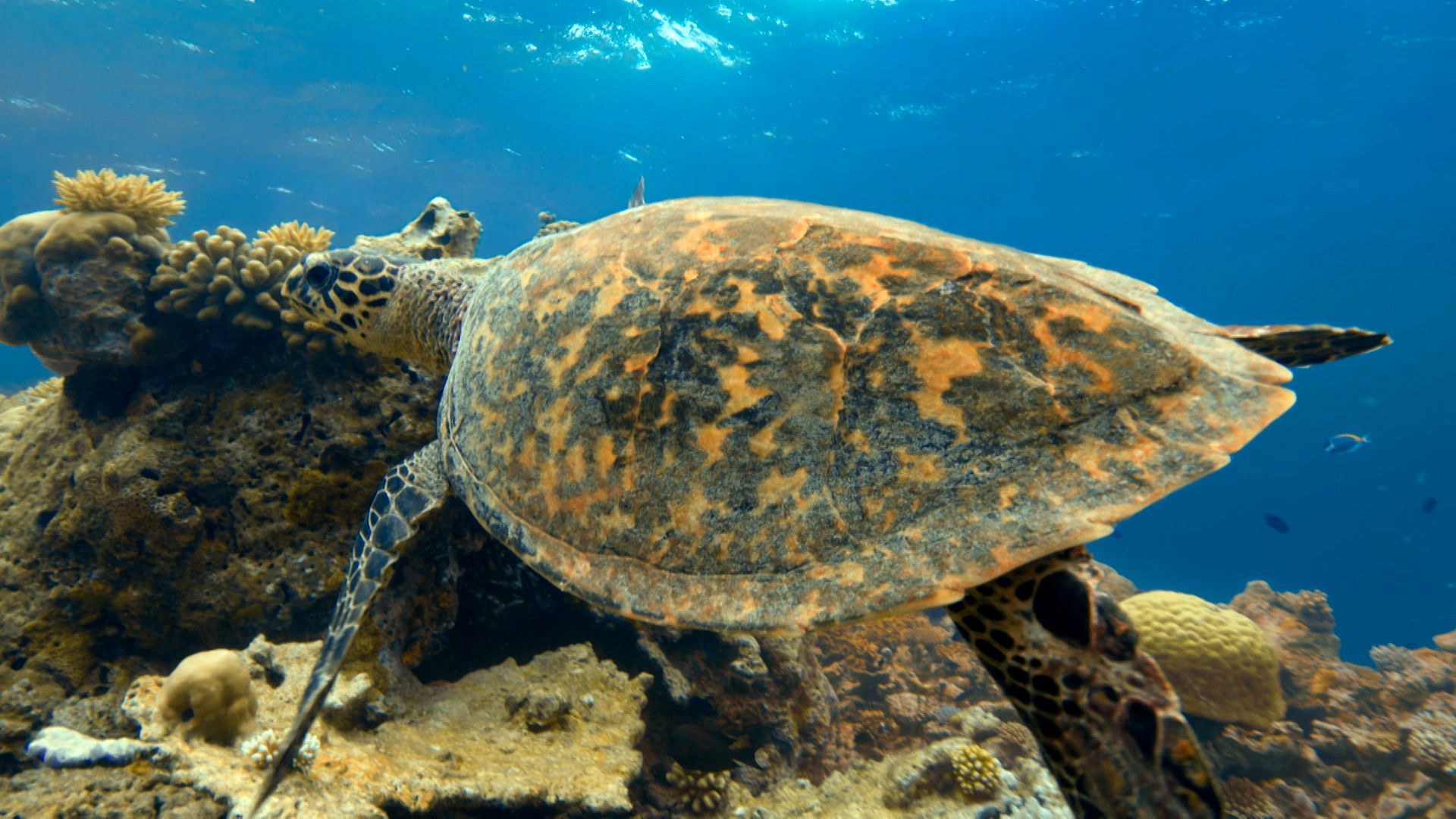 Watch changing-planet only on Watcho